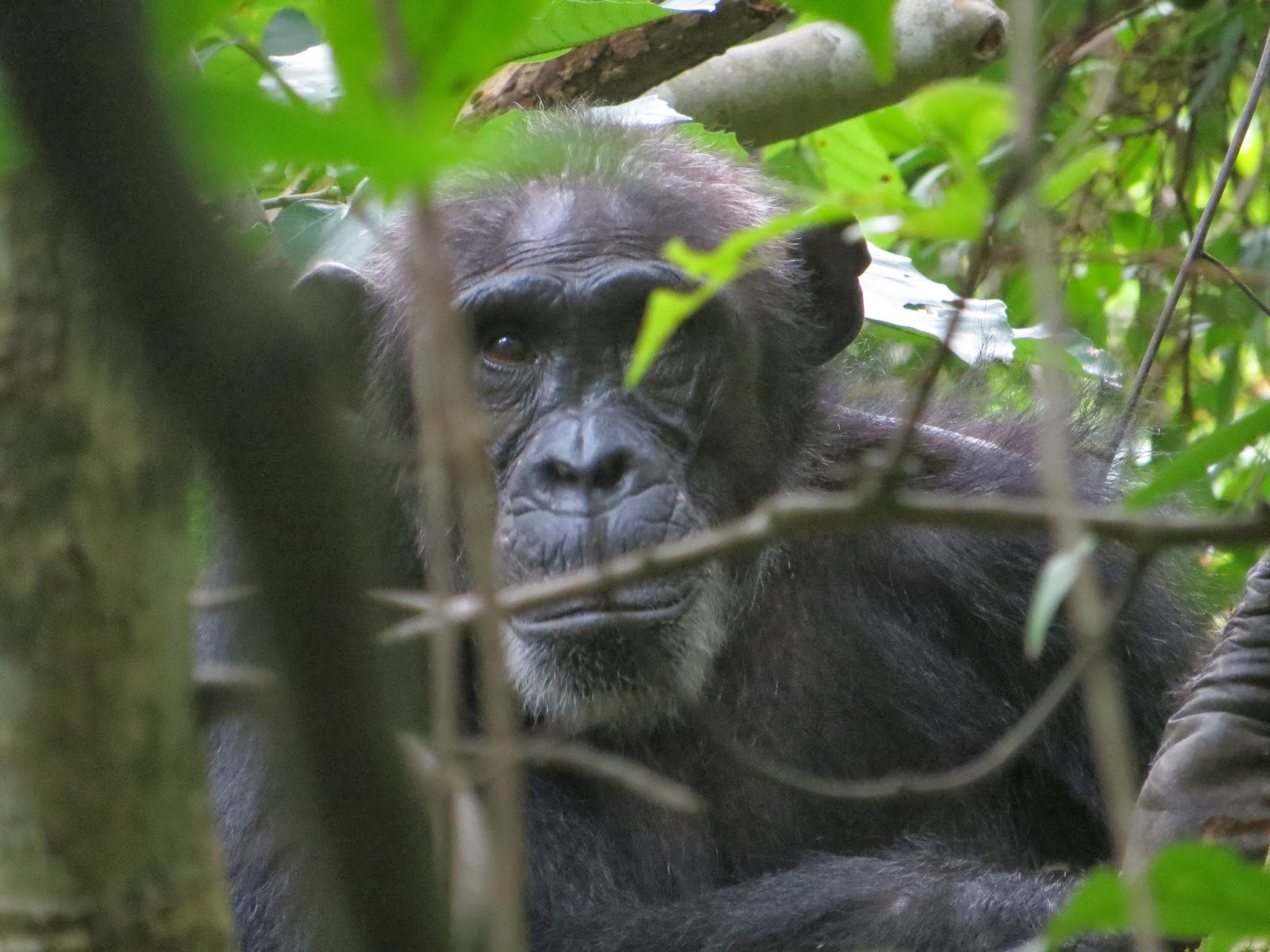 Monkey hunting | A2A Safaris