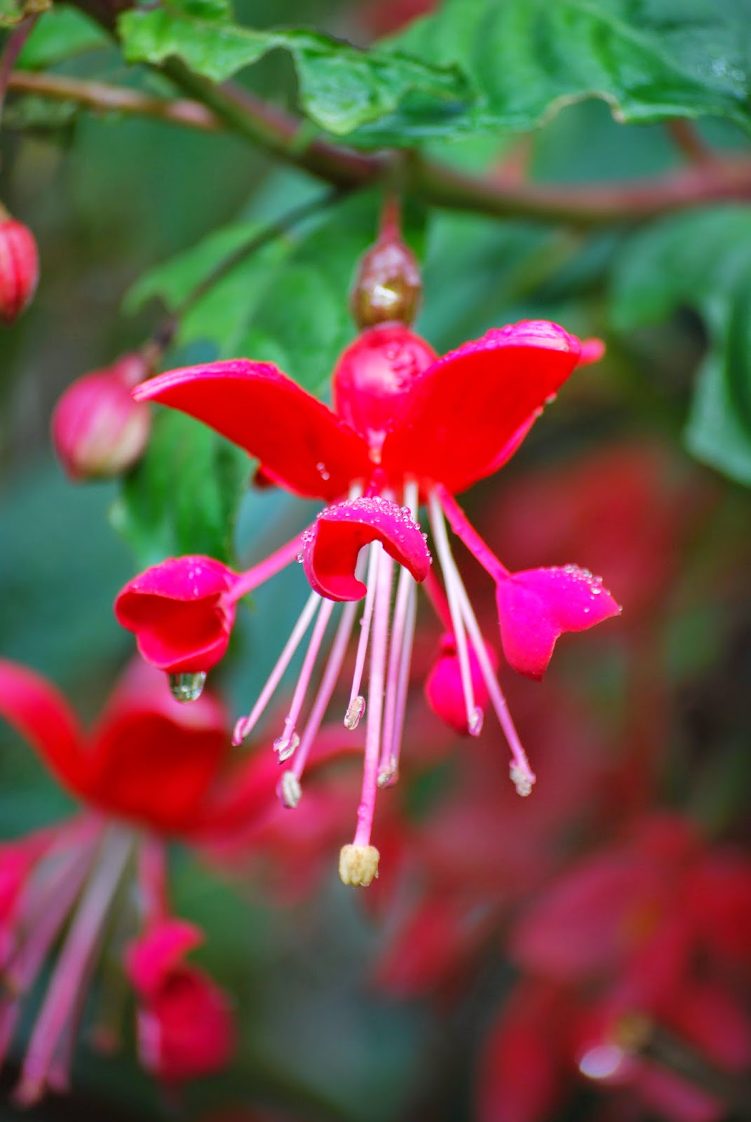 Odd Plants