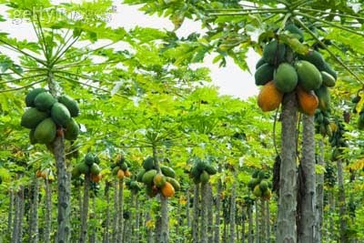 Pepaya dan khasiatnya bagi kesehatan tubuh ~ HerbalNewsPedia