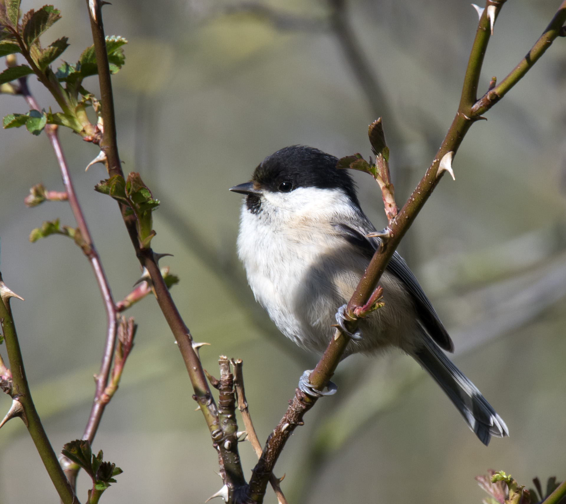 Barnsley Bird Sightings: Willow Tit Records for 2021