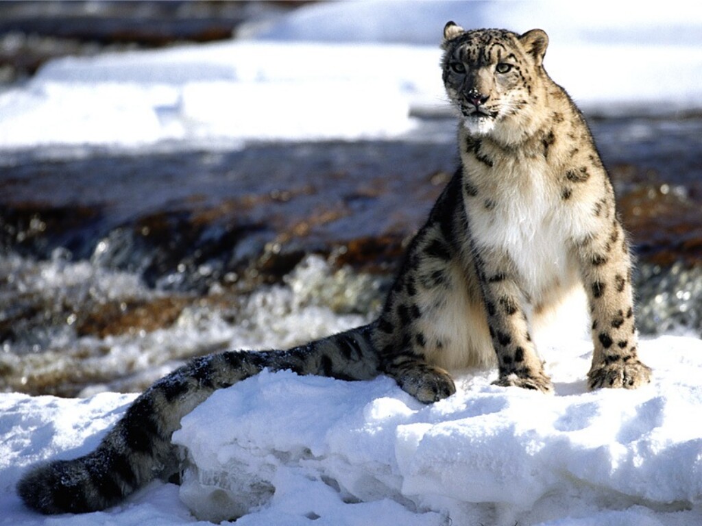 Snow Panthers Dangerous Animal | All Wildlife Photographs