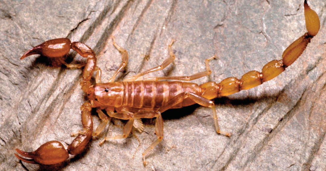 The Scorpion Files Newsblog: A new genus and species from the ...
