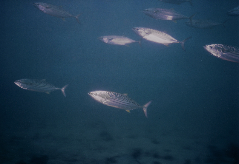 AQUATICHYK: WATSON'S LEAPING BONITO / Cybiosarda elegans