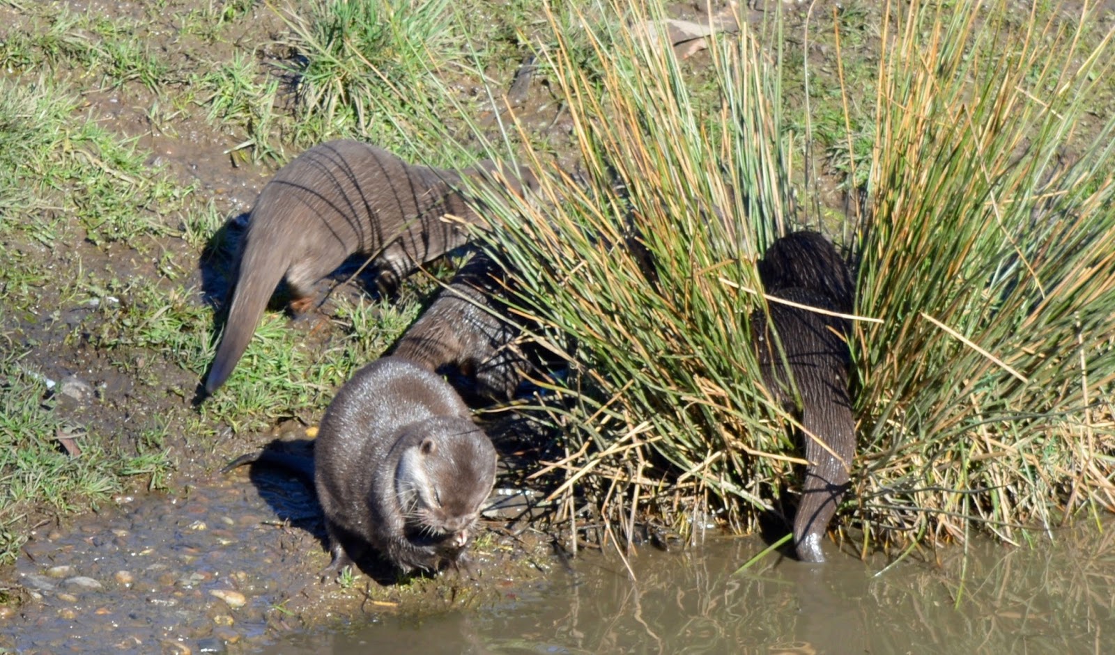 Puddle Jumping at WWT Washington Wetland Centre | A Review | North East ...