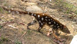 Tiger Quoll