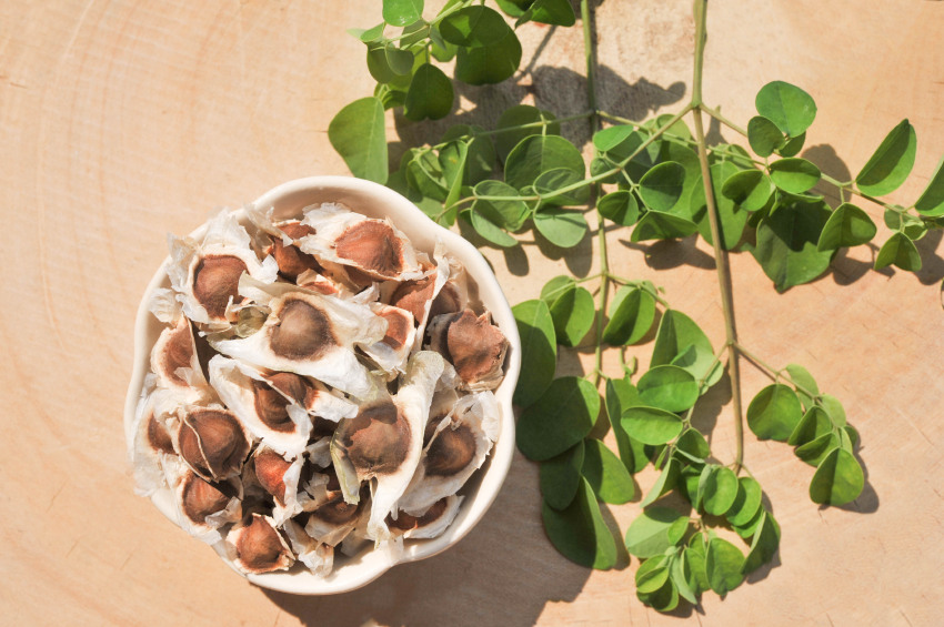 Under The Angsana Tree: Health Benefits of Moringa