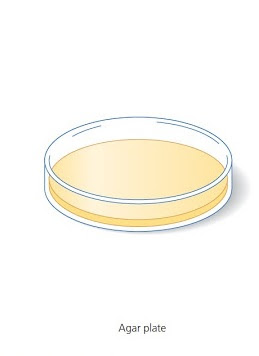 Merlins Micro World: Preparation of Nutrient Agar Plate