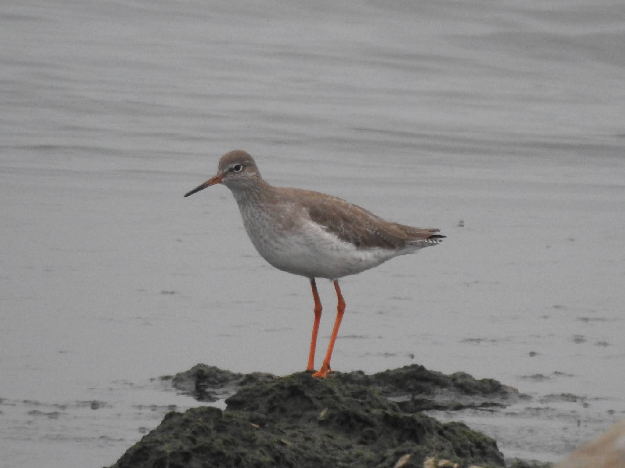 PASARI DIN ROMANIA: FLUIERAR CU PICIOARE ROSII, Tringa totanus