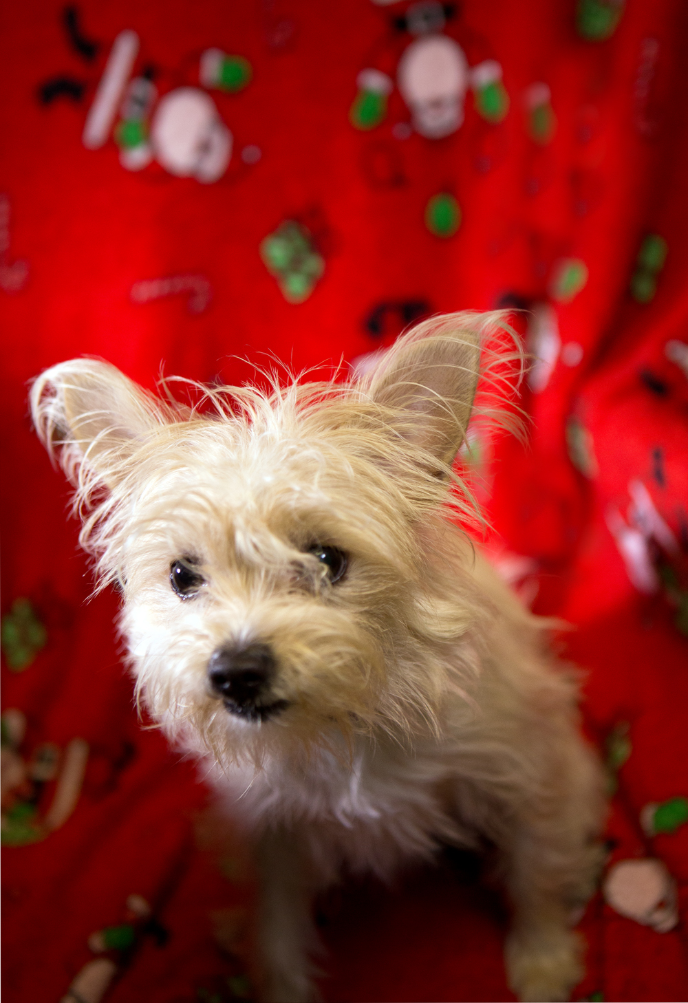 Maltese Cairn Terrier Mix