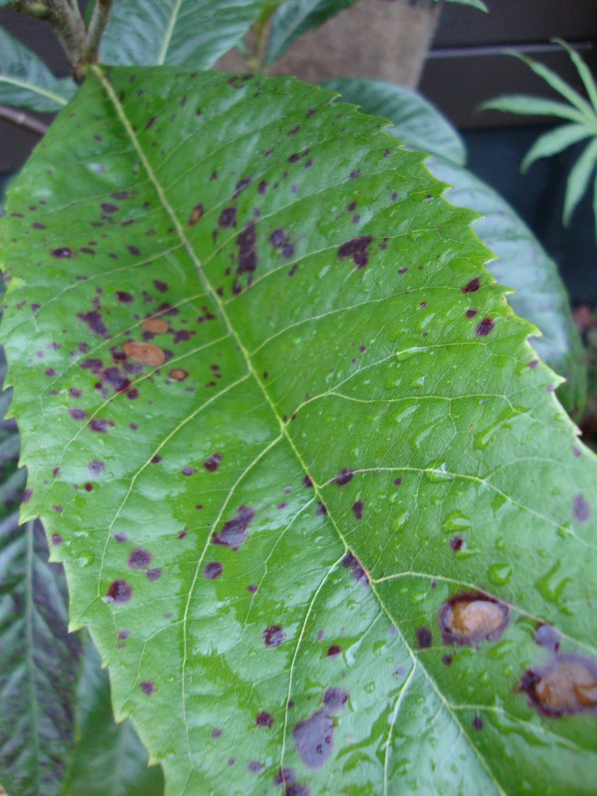 danger garden: What’s wrong with my Loquat?