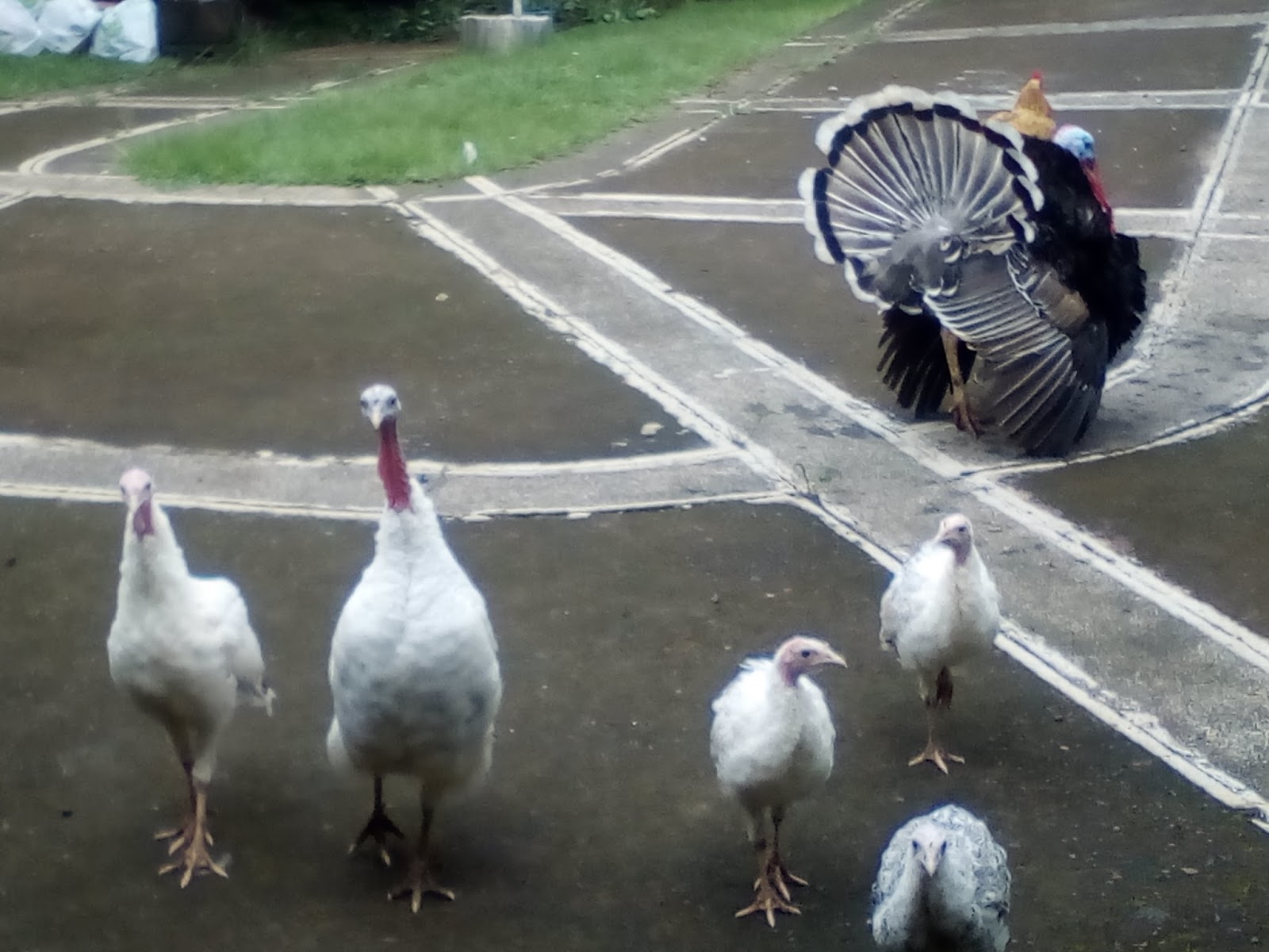 Acuaponía, jardines agroecológicos, permacultura. Huerto/Solar ...