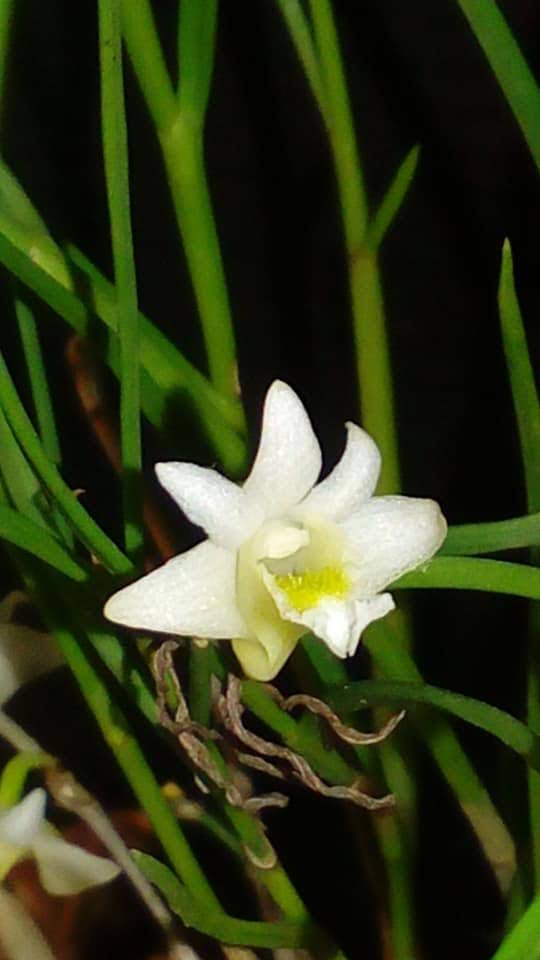 Dendrobium equitans