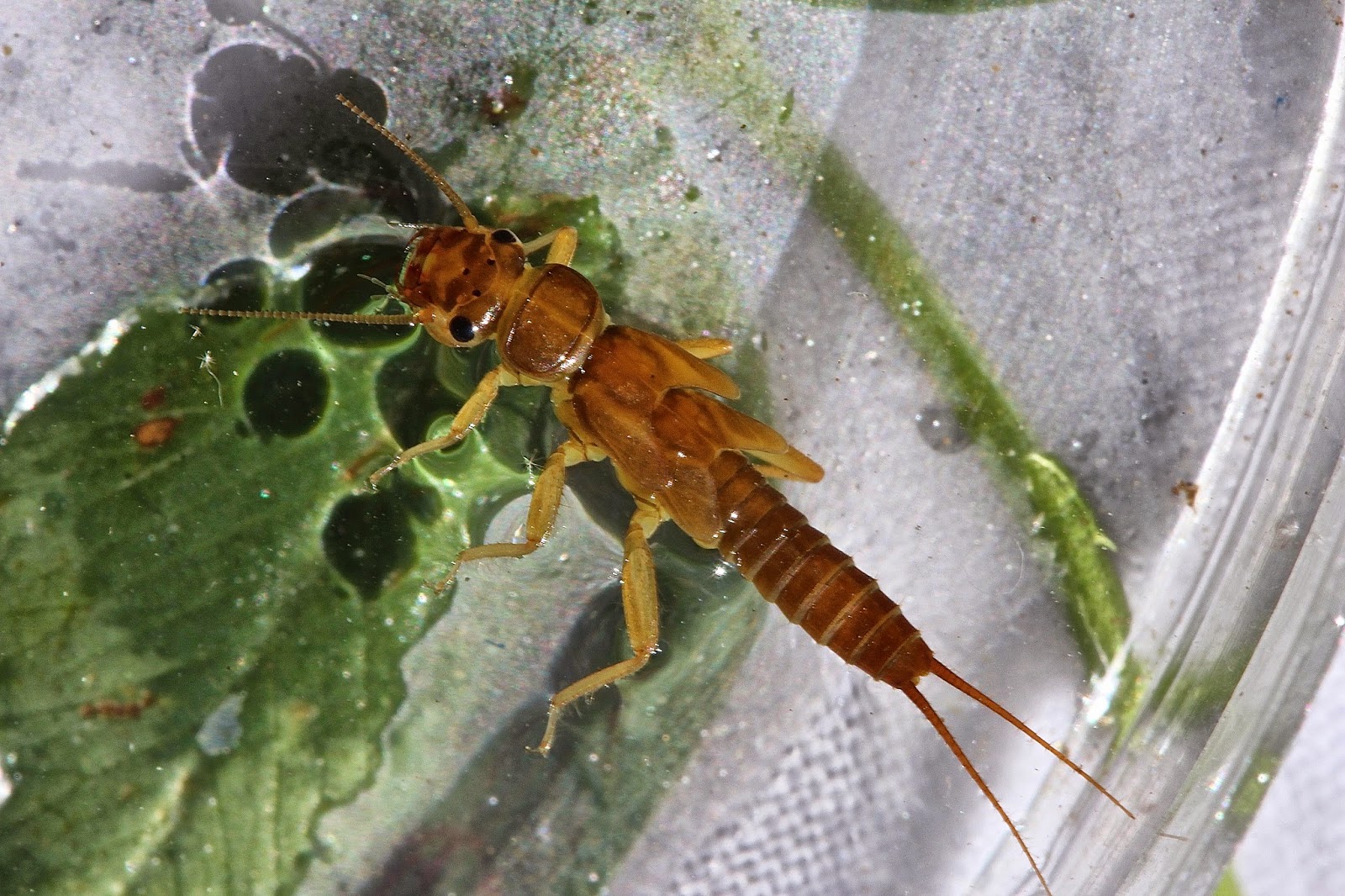 Aquatic Insects of Central Virginia: May 2014
