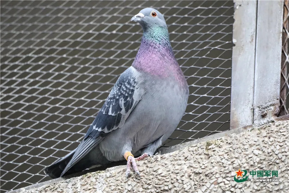 China Defense Blog: China Army Unit Of The Day: Military Communication ...