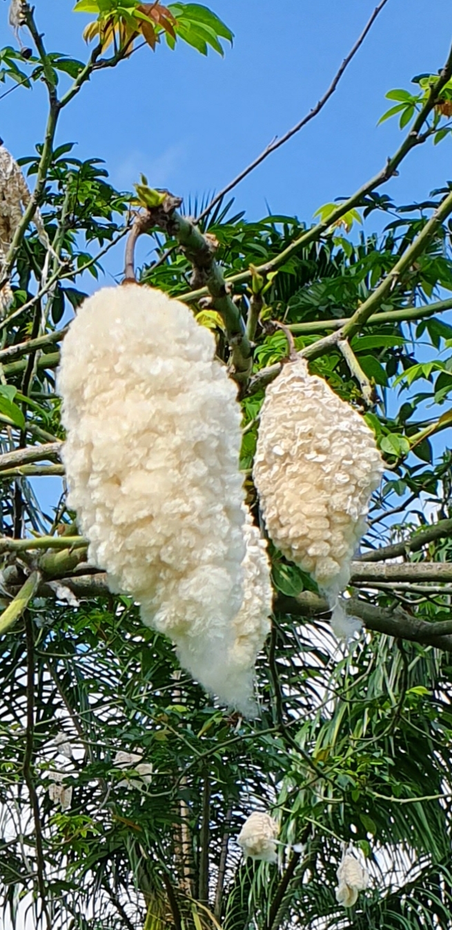 Warisan Petani: Pokok Kekabu