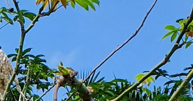 Warisan Petani: Pokok Kekabu