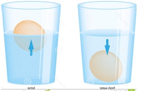 EL GALEÓN DIGITAL: LA FLOTABILIDAD Y LA DENSIDAD