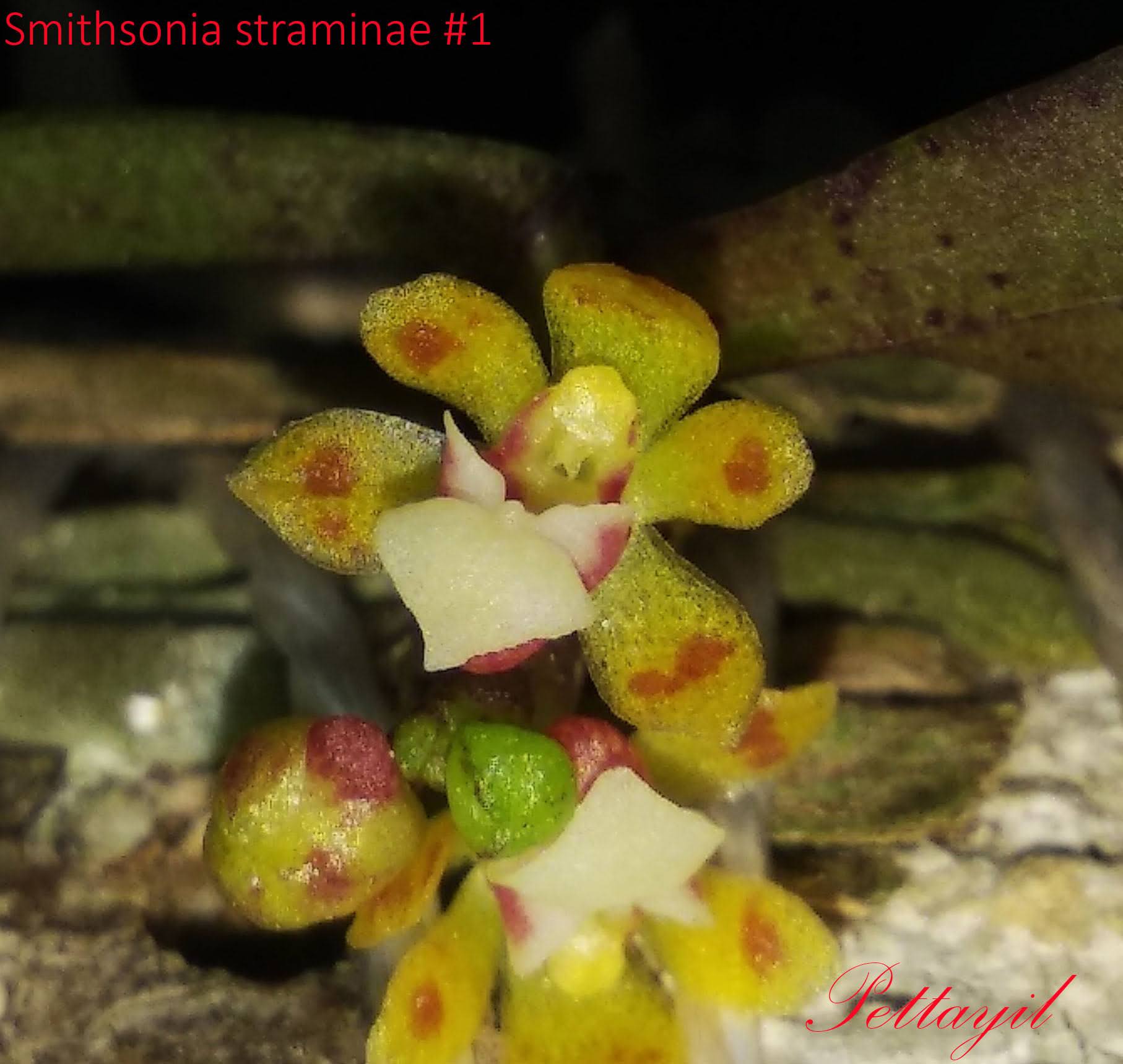 Smithsonia straminea C.J.Saldanha