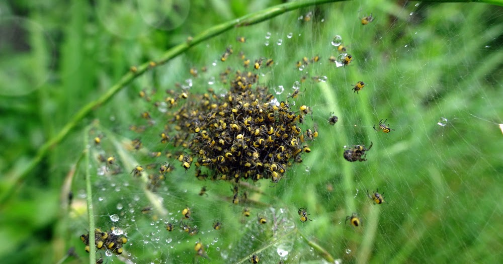 Baby Orb Weavers 4 Photos + Video - ArtByJudieAnn