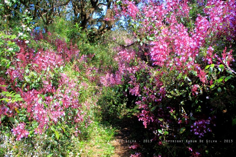 Sri Lankan Travelogue : Mesmerized by Millions of Petals - Nelu Blossom ...