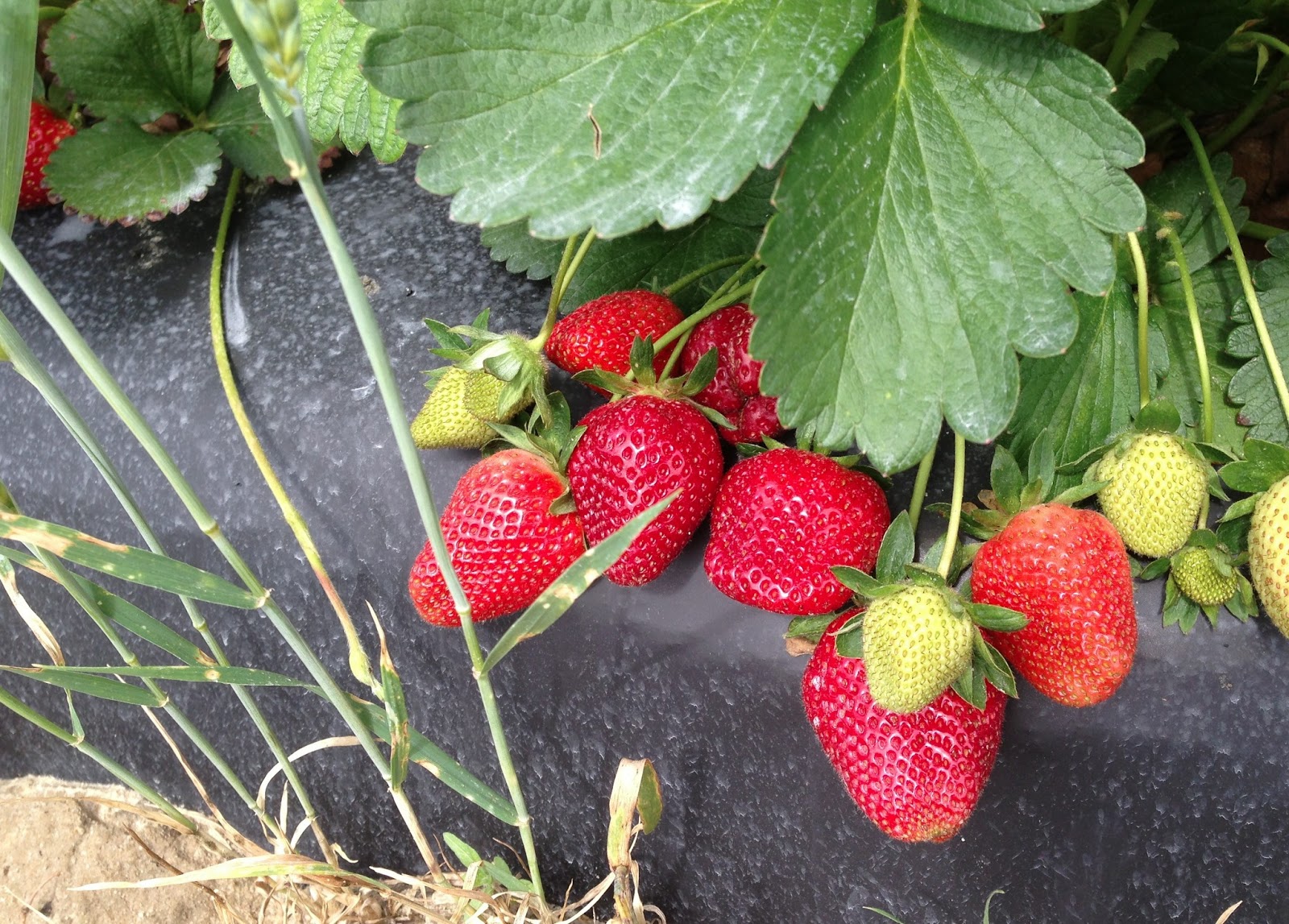 Hoot Owl Harmony: U Pick! Strawberry Time