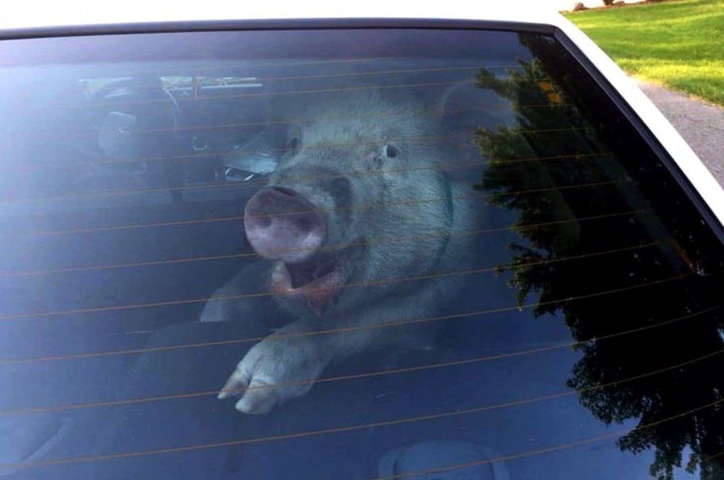 Just A Car Guy: yes, that's a pig in a cop car... looks happy too