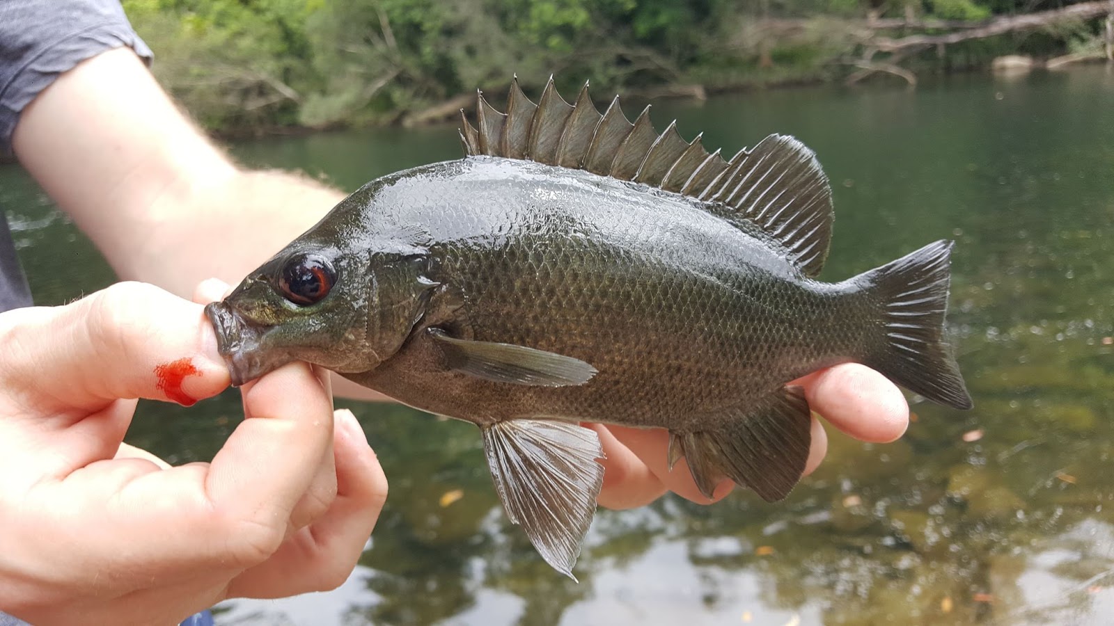 Fish Finding: An Ichthyological Adventure: Australian Fishing ...