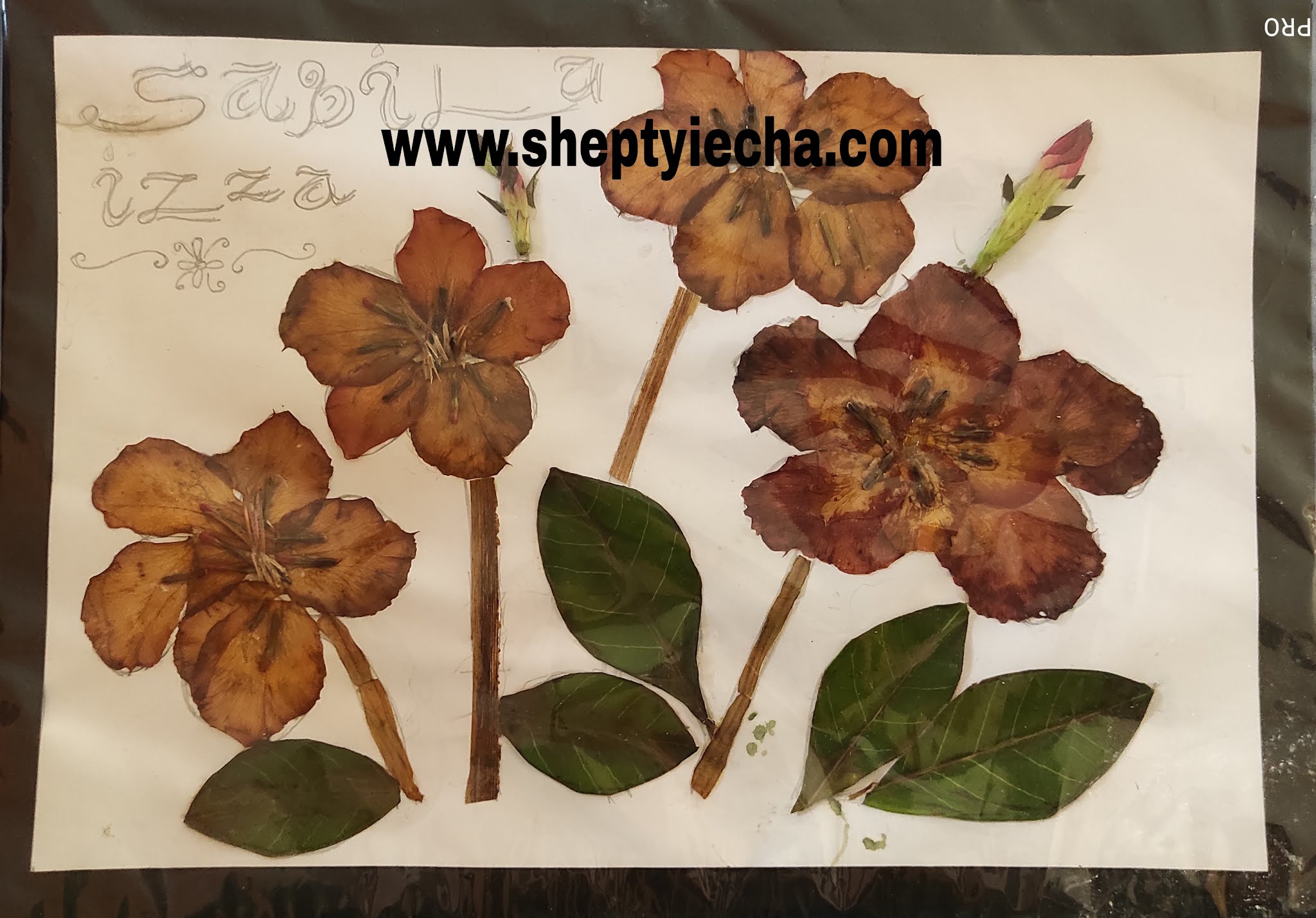 10 KREASI KOLASE TUMBUHAN (BUNGA) DARI DAUN KERING UNTUK ANAK SD ...