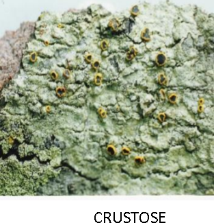 Klasifikasi dan Struktur Lumut Kerak(Lichen)