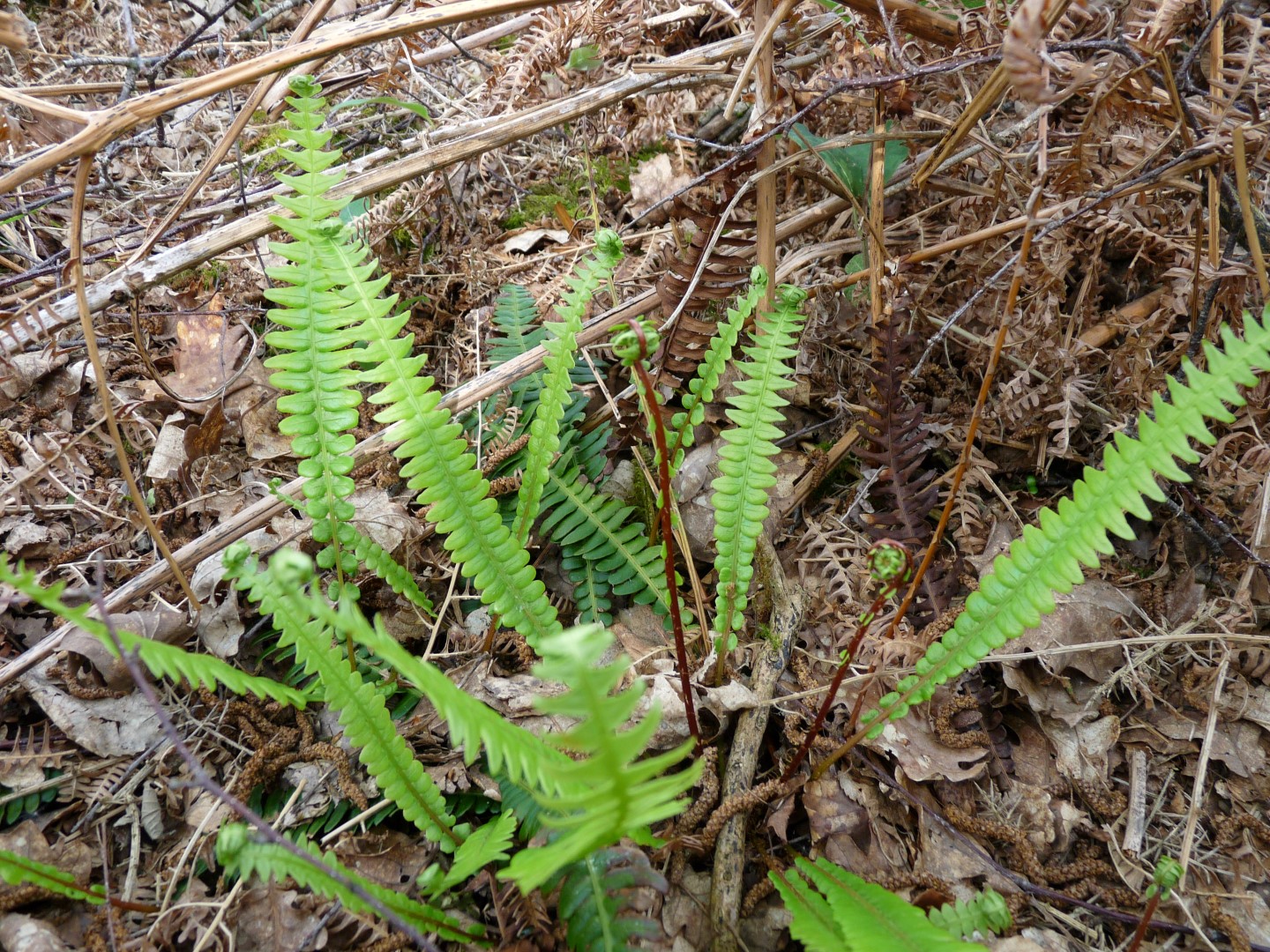 Hutton Roof's Special Ferns and More: Blechnum spicant (Hard Fern) Hutton Roof's Special Ferns and More: Blechnum spicant (Hard Fern)