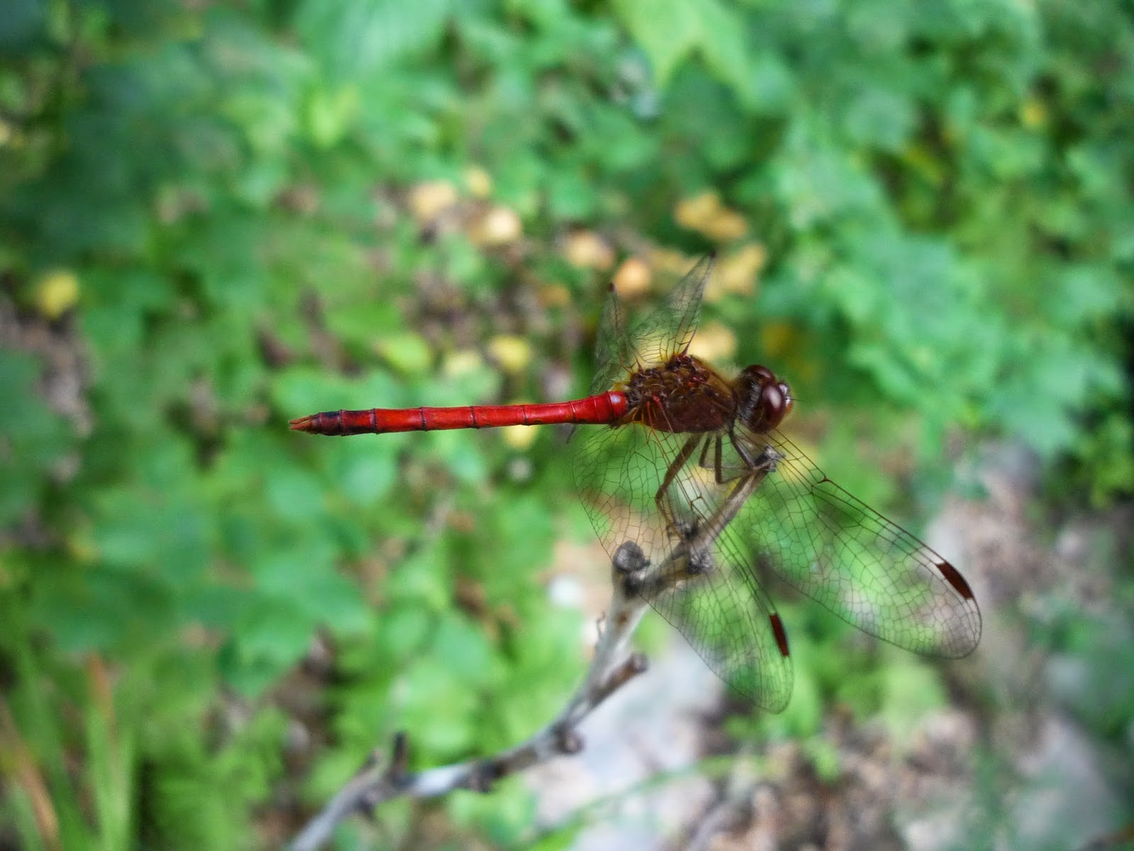 Insects In Vermont at Margaret Pinto blog