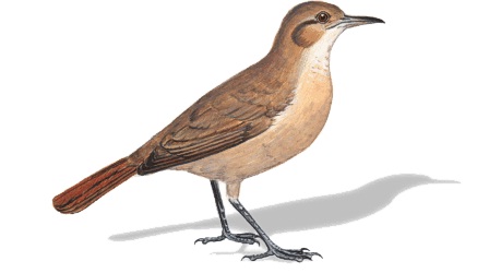 El Chilalo Magisterial