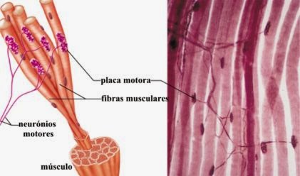 abc anatomía: ¿Qué es y cómo funciona la conexión entre motoneuronas y ...