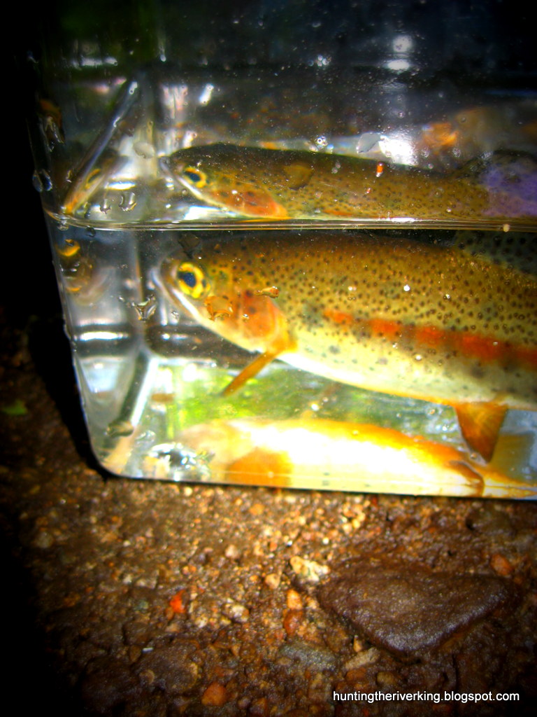 SoCal Trout Fishing Photo Box - Hunting the River King