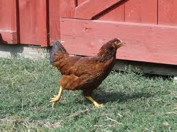 Fingerplays & Action Rhymes: If You are a Chicken...