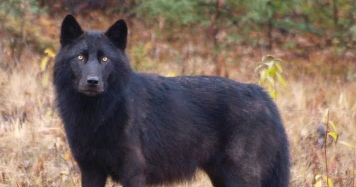 FÁBULAS DE ESOPO Y OTROS AUTORES: 38 — EL LABRADOR Y EL LOBO