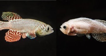 dementia views you can use: Too much iron could cause dementia