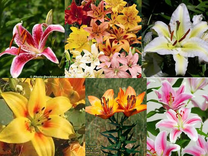 La Bodega Vivero: Herbáceas