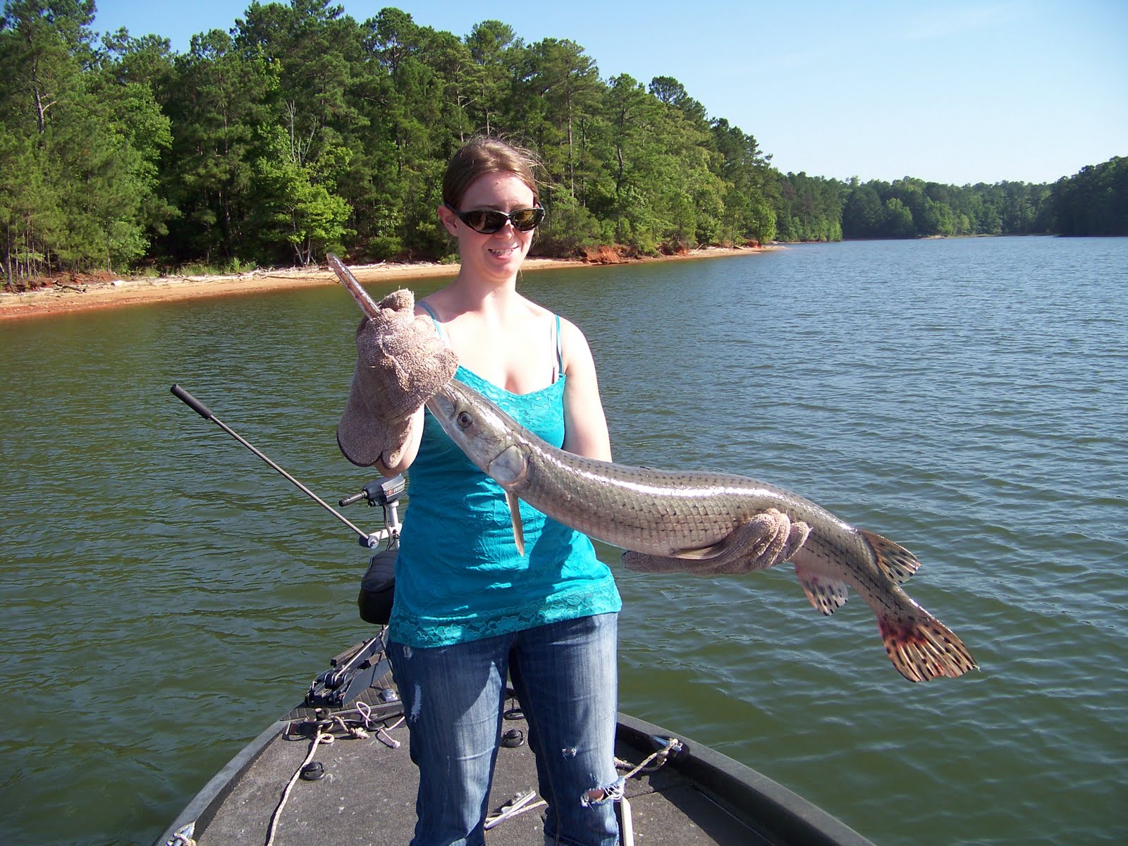 Download Pictures of Gar Fish on Animal Picture Society