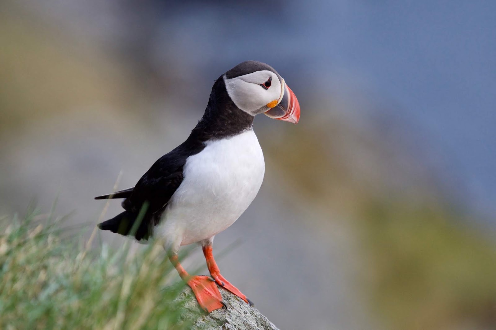 Naturfoto Einar Hugnes: Lunder fra Lundeura på Runde