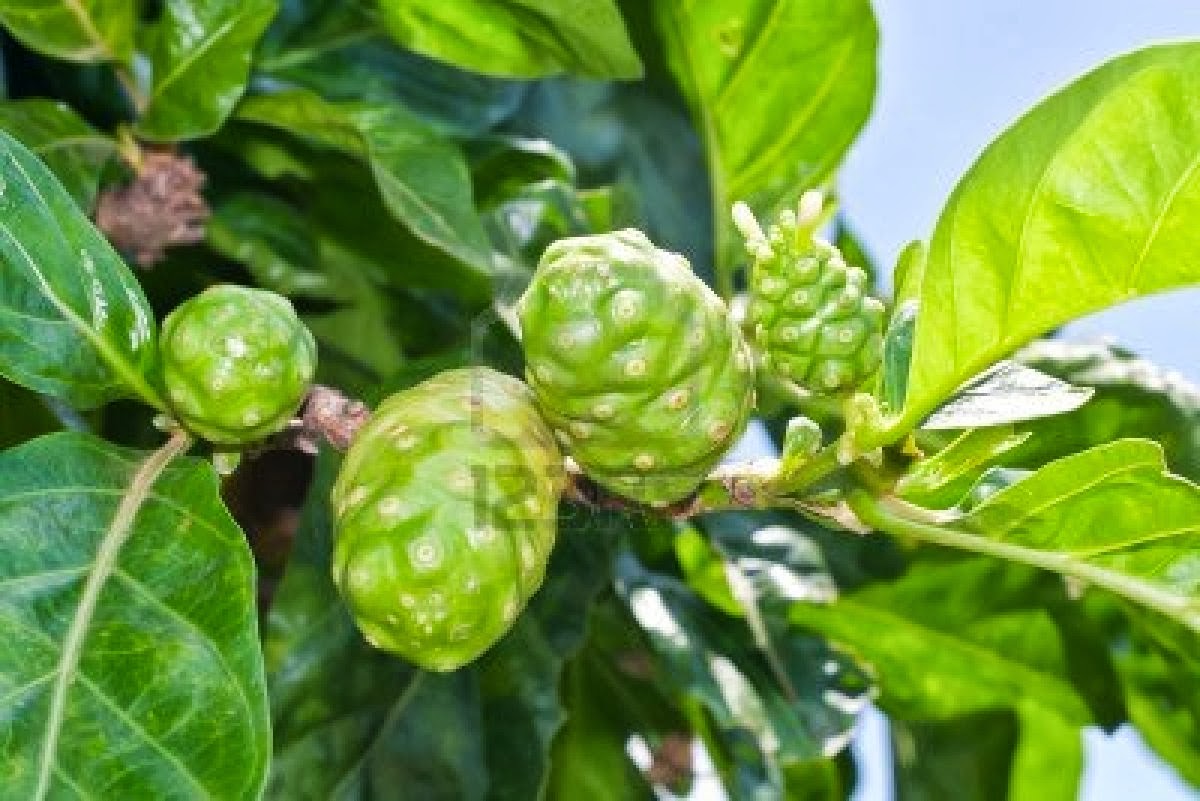 NONI A FRUTA MILAGROSA