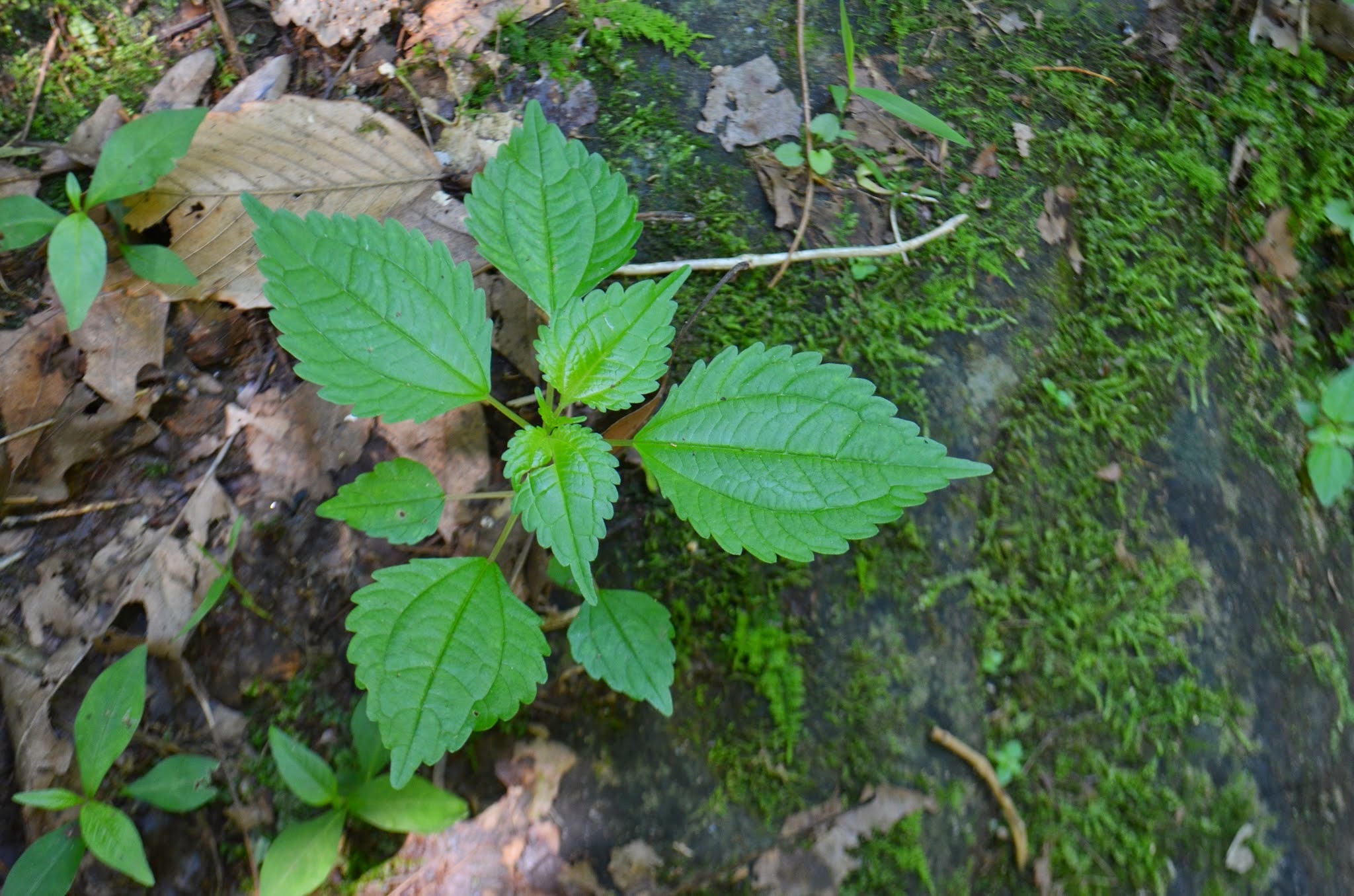 Pilea pumila - Canadian clearweed care and culture | Travaldo's blog