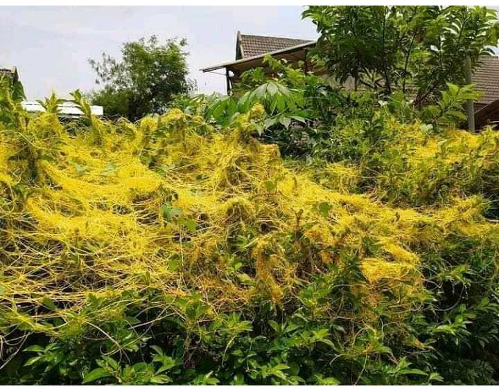 Mengenal tumbuhan tali putri | Cinta sains | Cinta Sains
