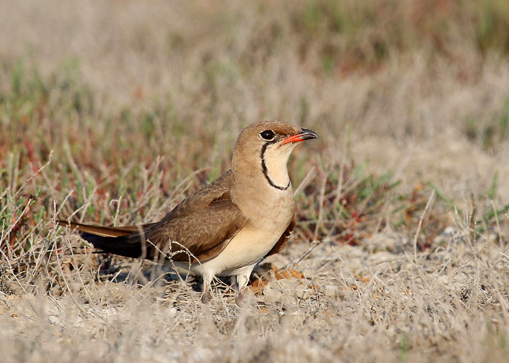 Richard Smith - Birdwatching Days Out: ROMANIA, Sinoe, Constanta, Part ...