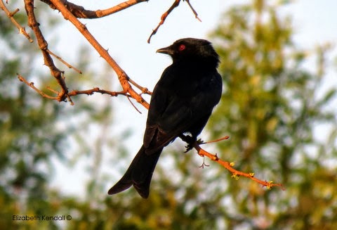 Kreatiewe Joernaal: kransduif