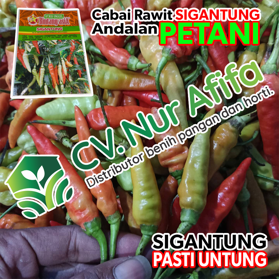 analisa usaha tani cabe rawit di dalam polybag - Benih Nur Afifa