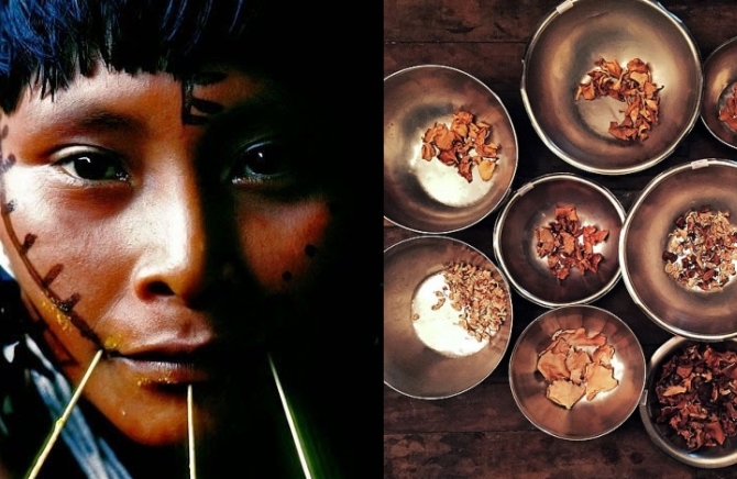 White Wolf : Yanomami Releases Two Books About Their Knowledge On ...