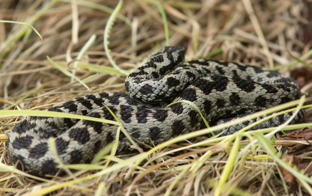 Weedon's World of Nature: Fresh male Adder