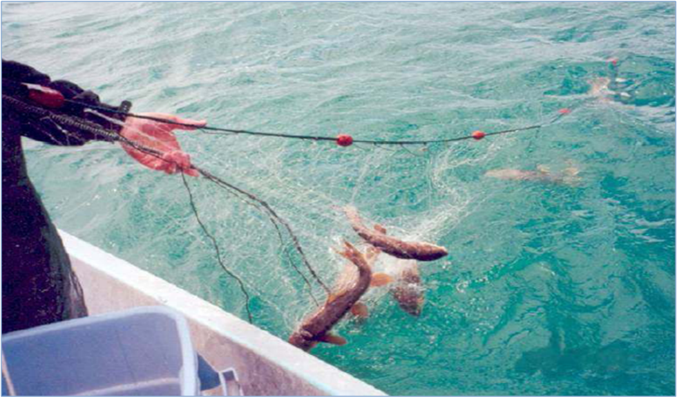 Kelebihanjaring millenium