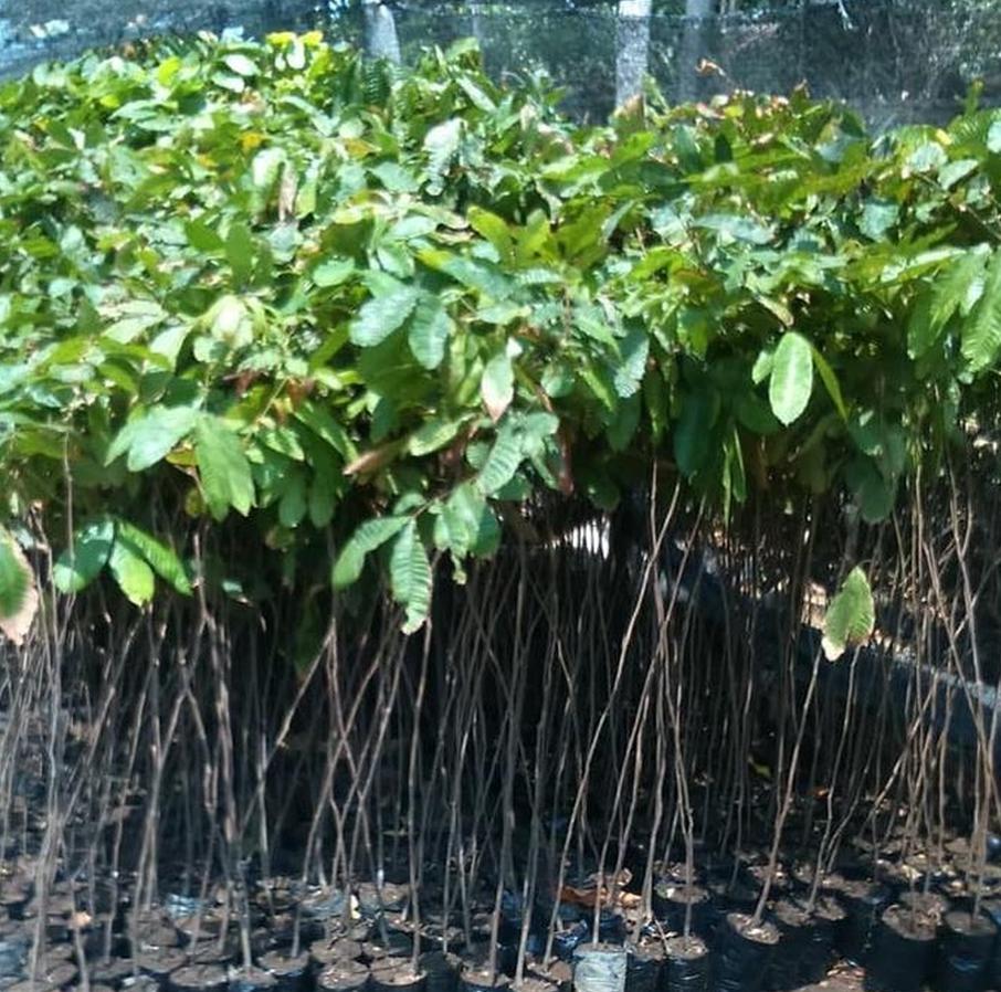 Jual Bibit Duku Tanpa Biji Terunggul